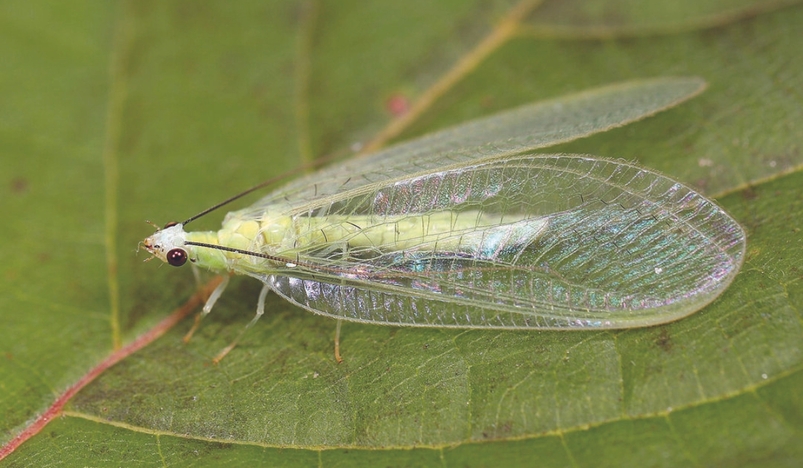 Qatar Ministry Debunks Rumored Dangers of Local Insect