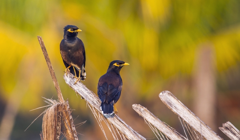 MoECC traps 8,800 Invasive Myna Birds to Preserve Qatar