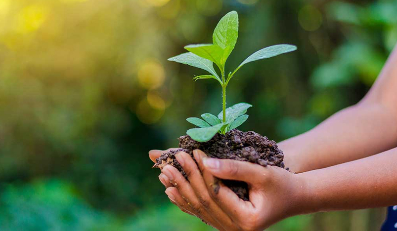 Qatar Marks World Environment Day